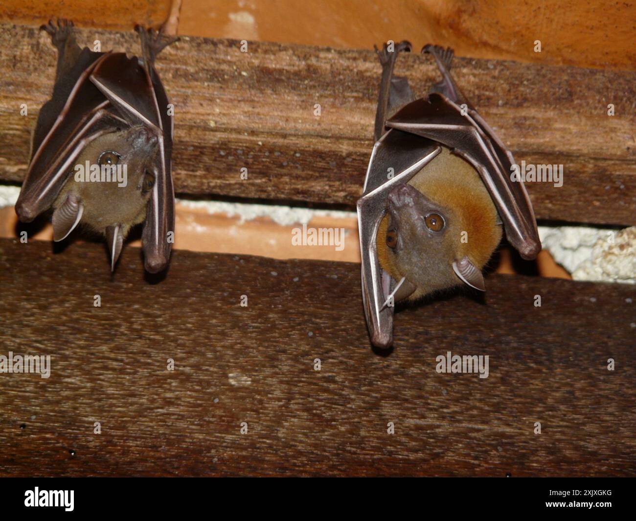 Lesser Short-nosed Fruit Bat (Cynopterus brachyotis) Mammalia Stock ...