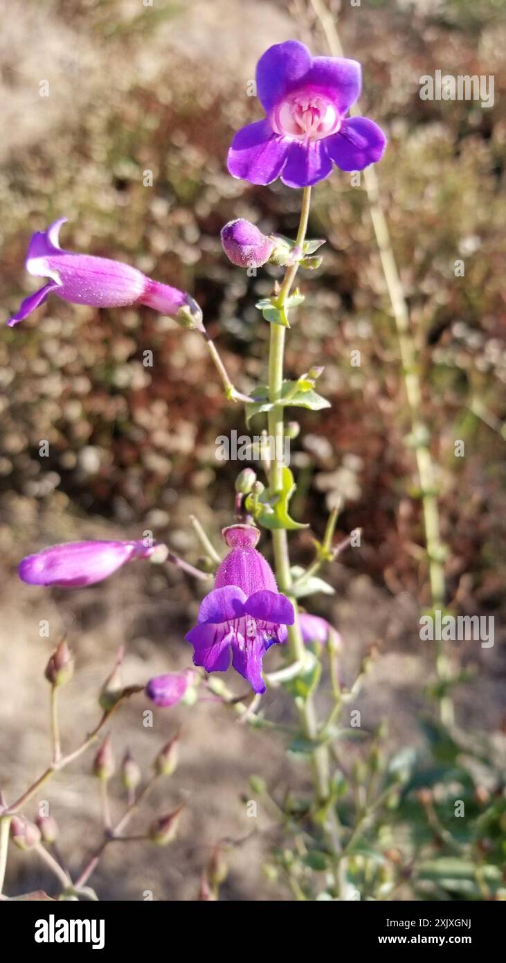 Showy Penstemon (Penstemon spectabilis) Plantae Stock Photo - Alamy