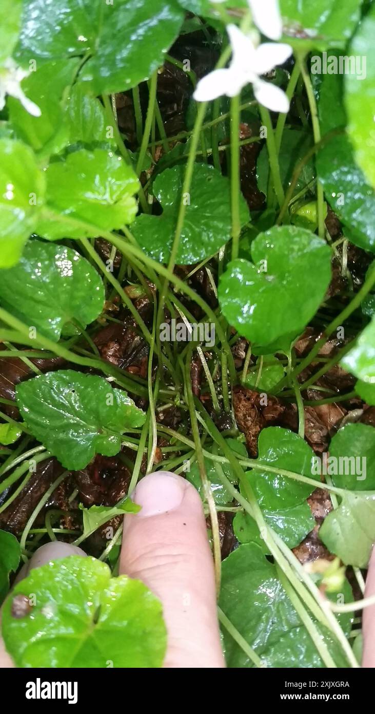 sweet white violet (Viola blanda) Plantae Stock Photo - Alamy