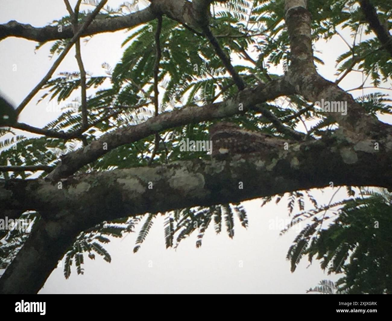 Lesser Nighthawk (Chordeiles acutipennis) Aves Stock Photo - Alamy