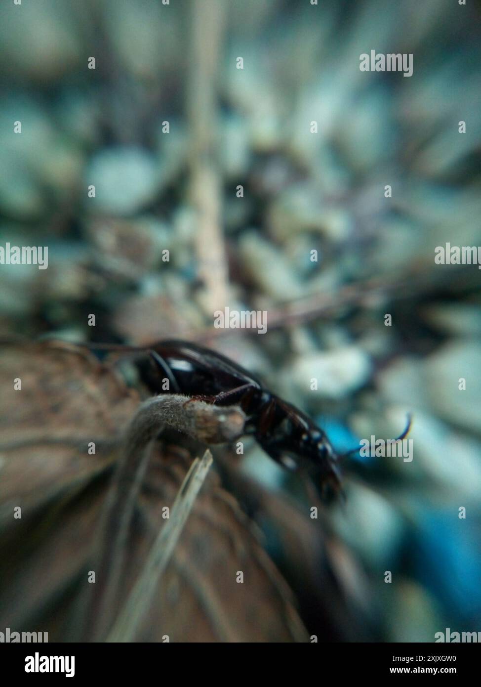Ground Beetles (Carabidae) Insecta Stock Photo - Alamy