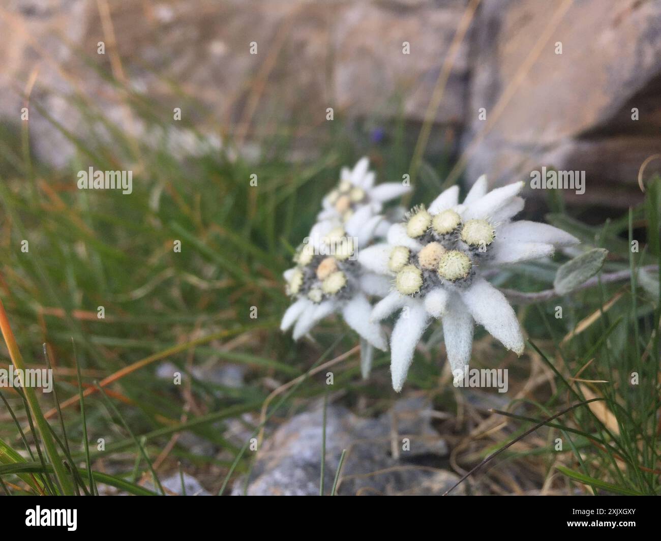 Alpine Edelweiss (Leontopodium nivale alpinum) Plantae Stock Photo - Alamy