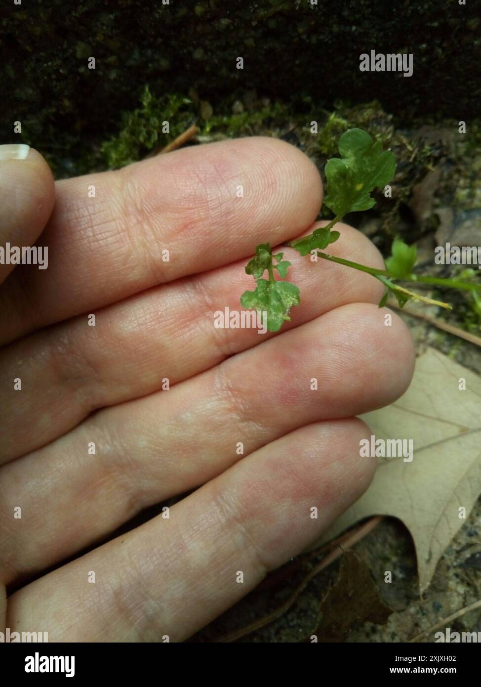 Nursery bittercress (Cardamine occulta) Plantae Stock Photo - Alamy