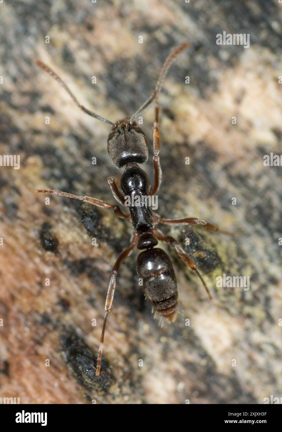 Asian Needle Ant (Brachyponera chinensis) Insecta Stock Photo - Alamy
