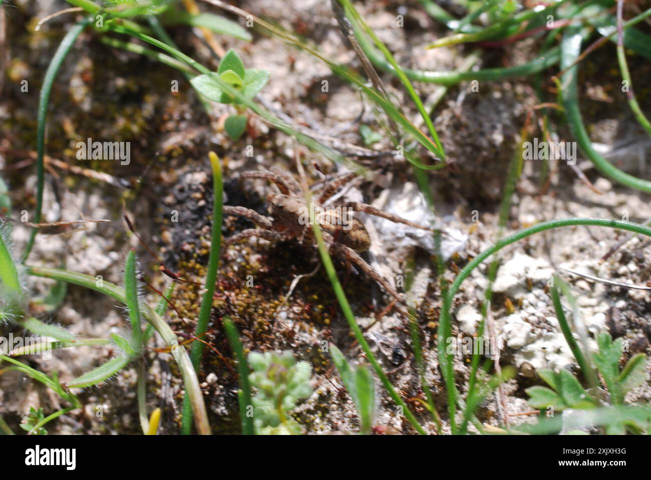 Fox Spiders (Alopecosa) Arachnida Stock Photo - Alamy