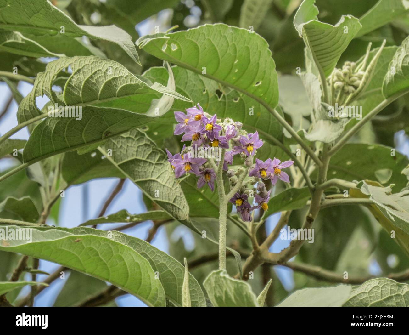 bugweed (Solanum mauritianum) Plantae Stock Photo - Alamy