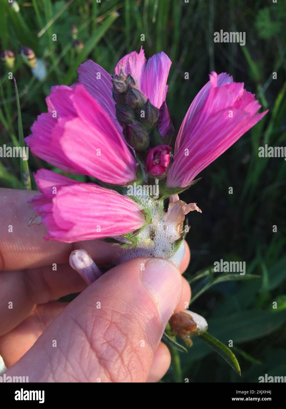 checkerbloom (Sidalcea malviflora) Plantae Stock Photo - Alamy