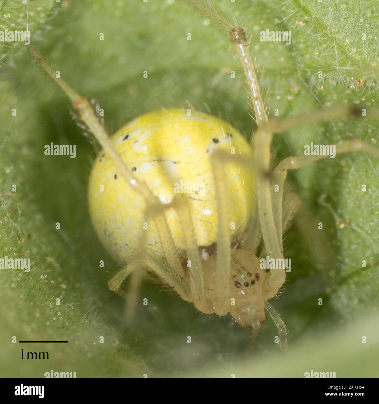 Comb-footed Spiders (Theridiidae) Arachnida Stock Photo - Alamy