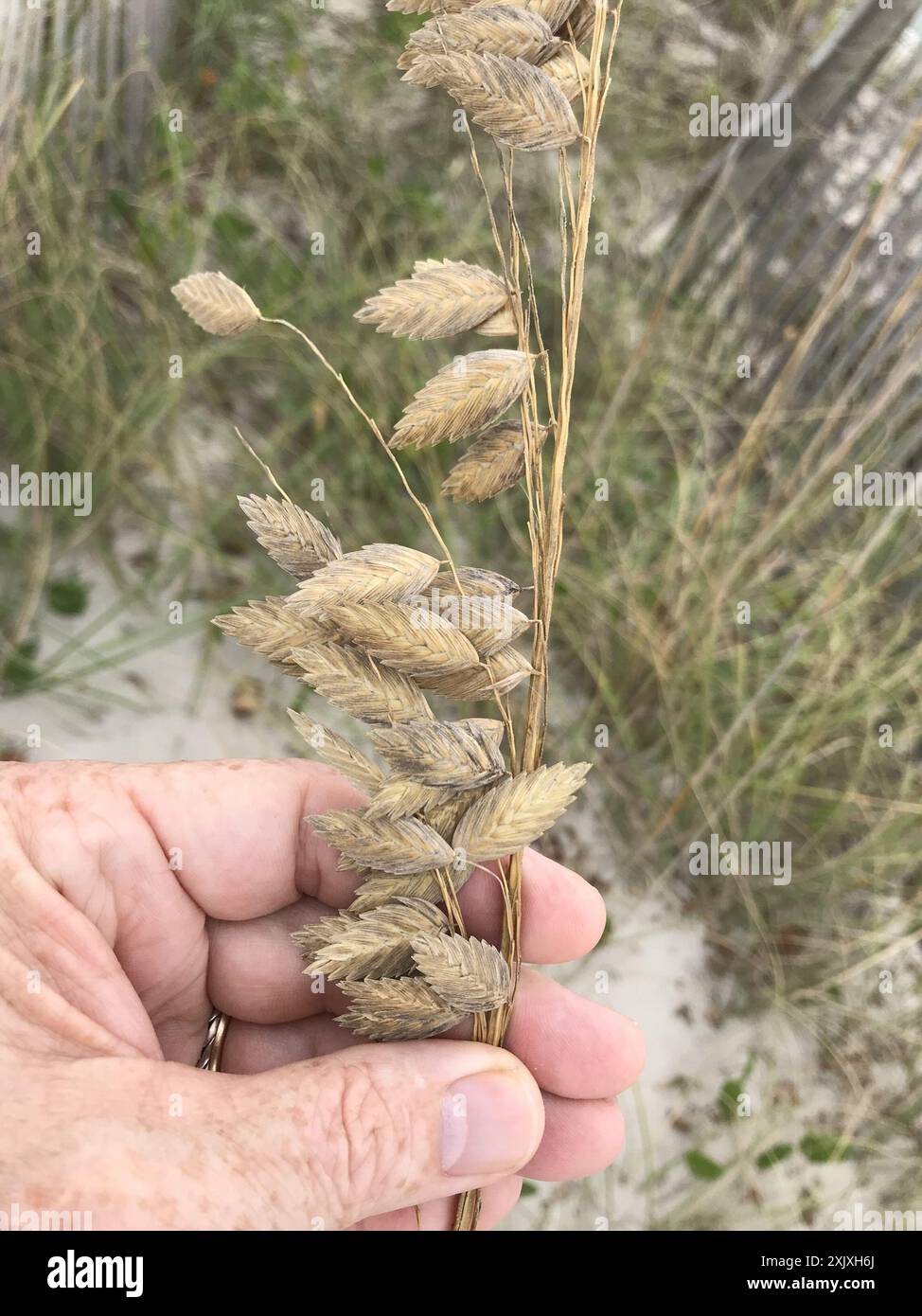 sea oats (Uniola paniculata) Plantae Stock Photo - Alamy