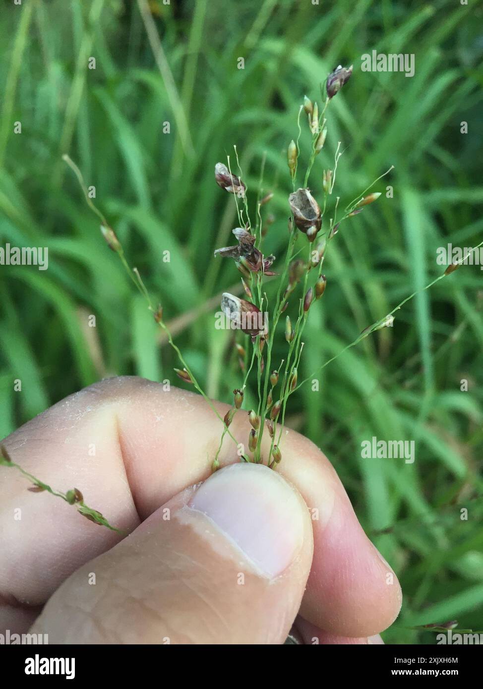 guinea grass (Megathyrsus maximus) Plantae Stock Photo - Alamy
