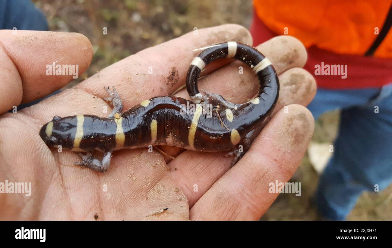 Ringed Salamander (Ambystoma annulatum) Amphibia Stock Photo - Alamy