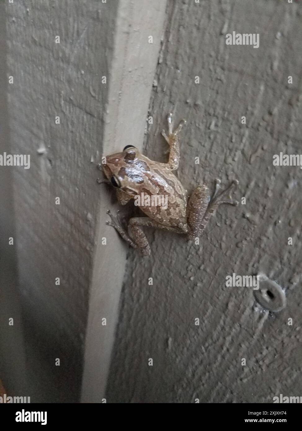 Cuban Tree Frog (Osteopilus septentrionalis) Amphibia Stock Photo - Alamy