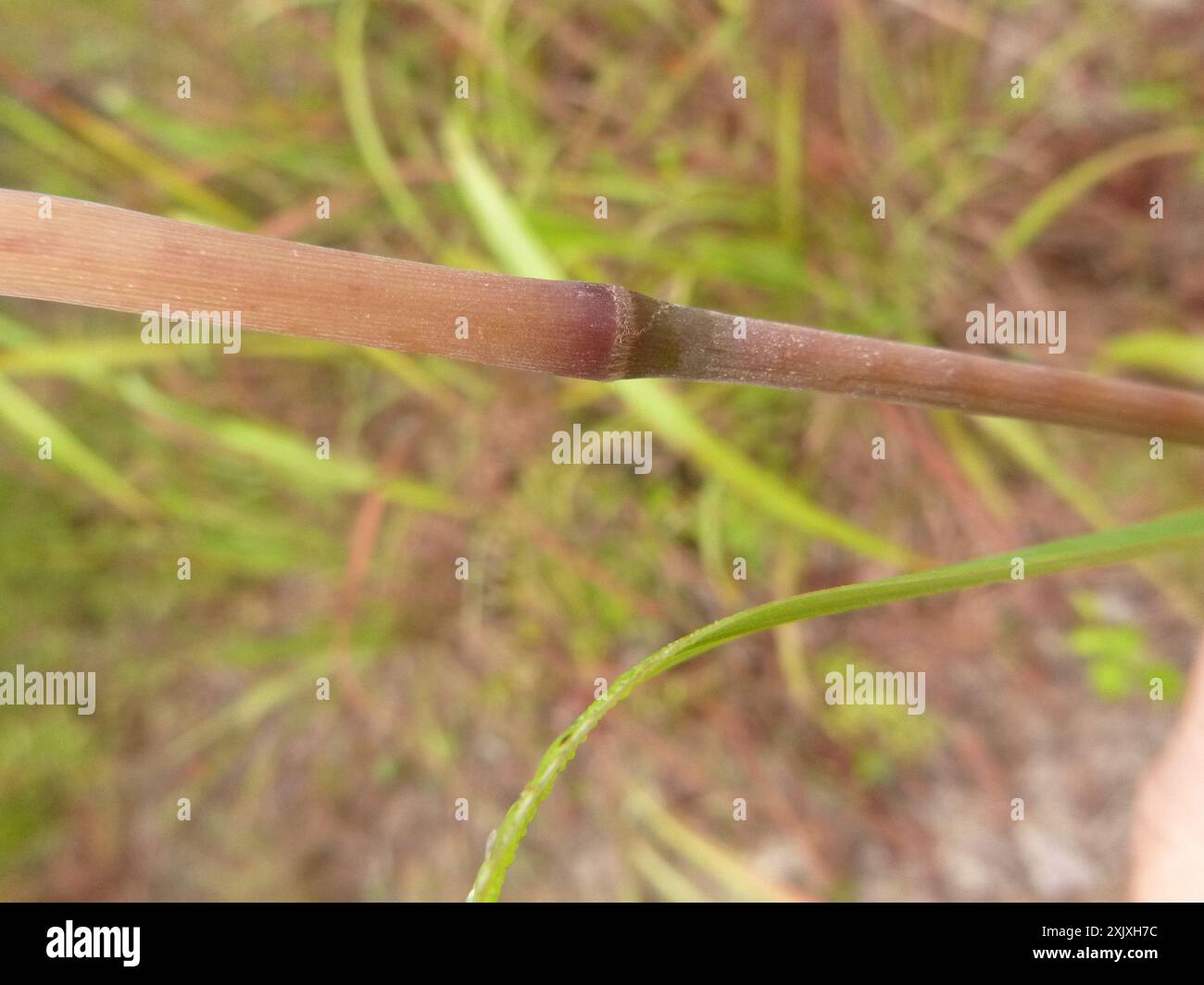 woolly beardgrass (Erianthus alopecuroides) Plantae Stock Photo - Alamy