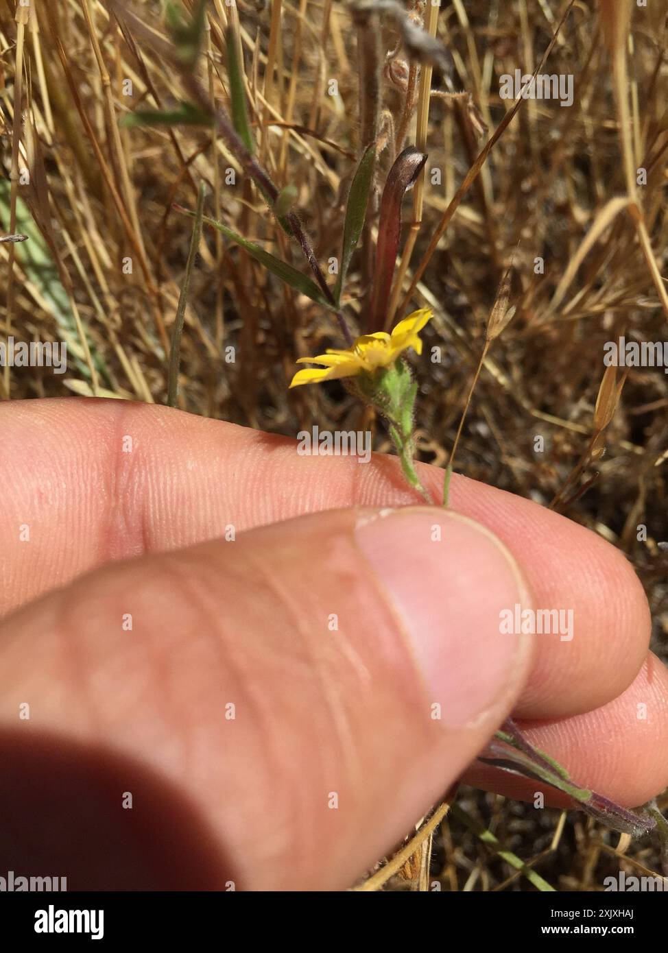 Yellow Hayfield Tarplant (Hemizonia congesta lutescens) Plantae Stock ...