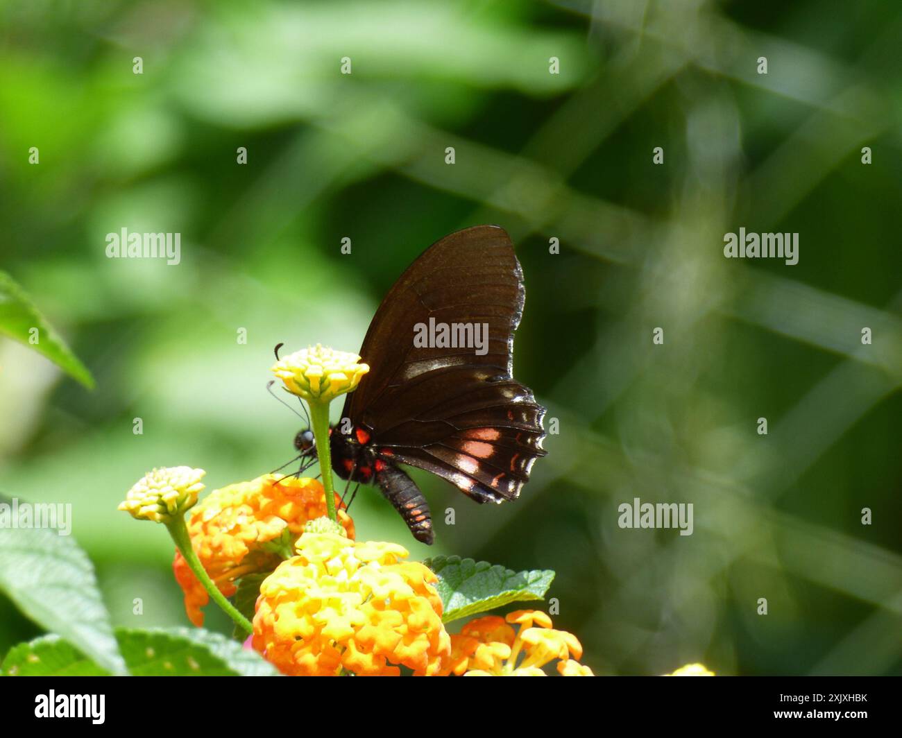 false cattleheart swallowtail (Mimoides euryleon) Insecta Stock Photo ...