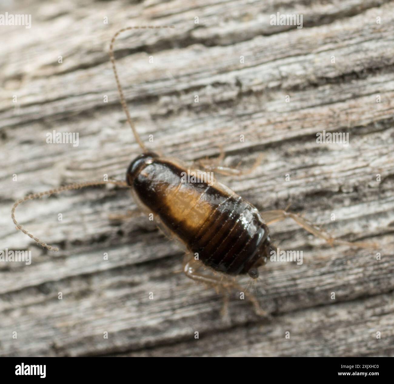 Asian Cockroach (Blattella asahinai) Insecta Stock Photo - Alamy