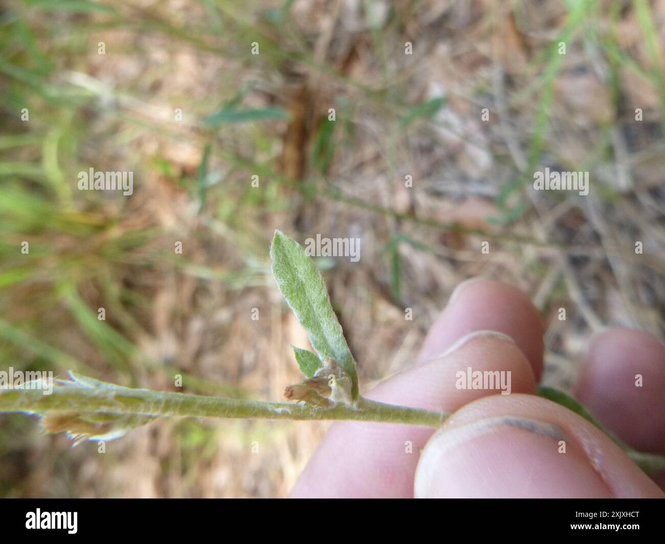Purple Cudweed (Gamochaeta purpurea) Plantae Stock Photo - Alamy