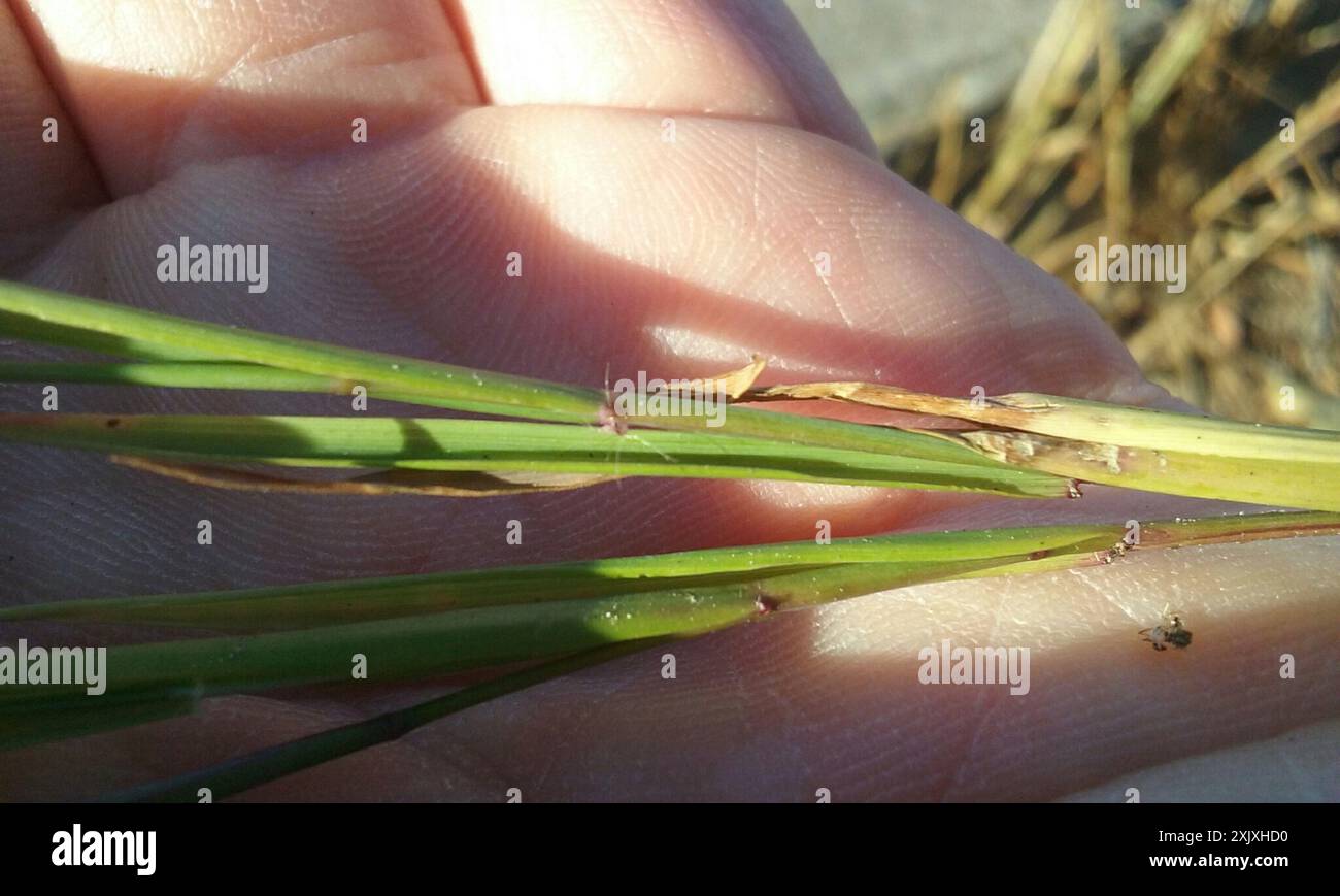 panic veldtgrass (Ehrharta erecta) Plantae Stock Photo - Alamy