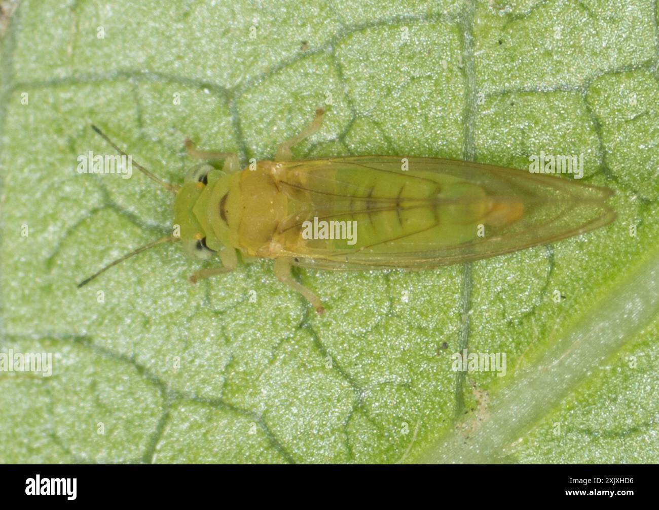 Spotted Gum Lerp Psyllid (Eucalyptolyma maideni) Insecta Stock Photo ...
