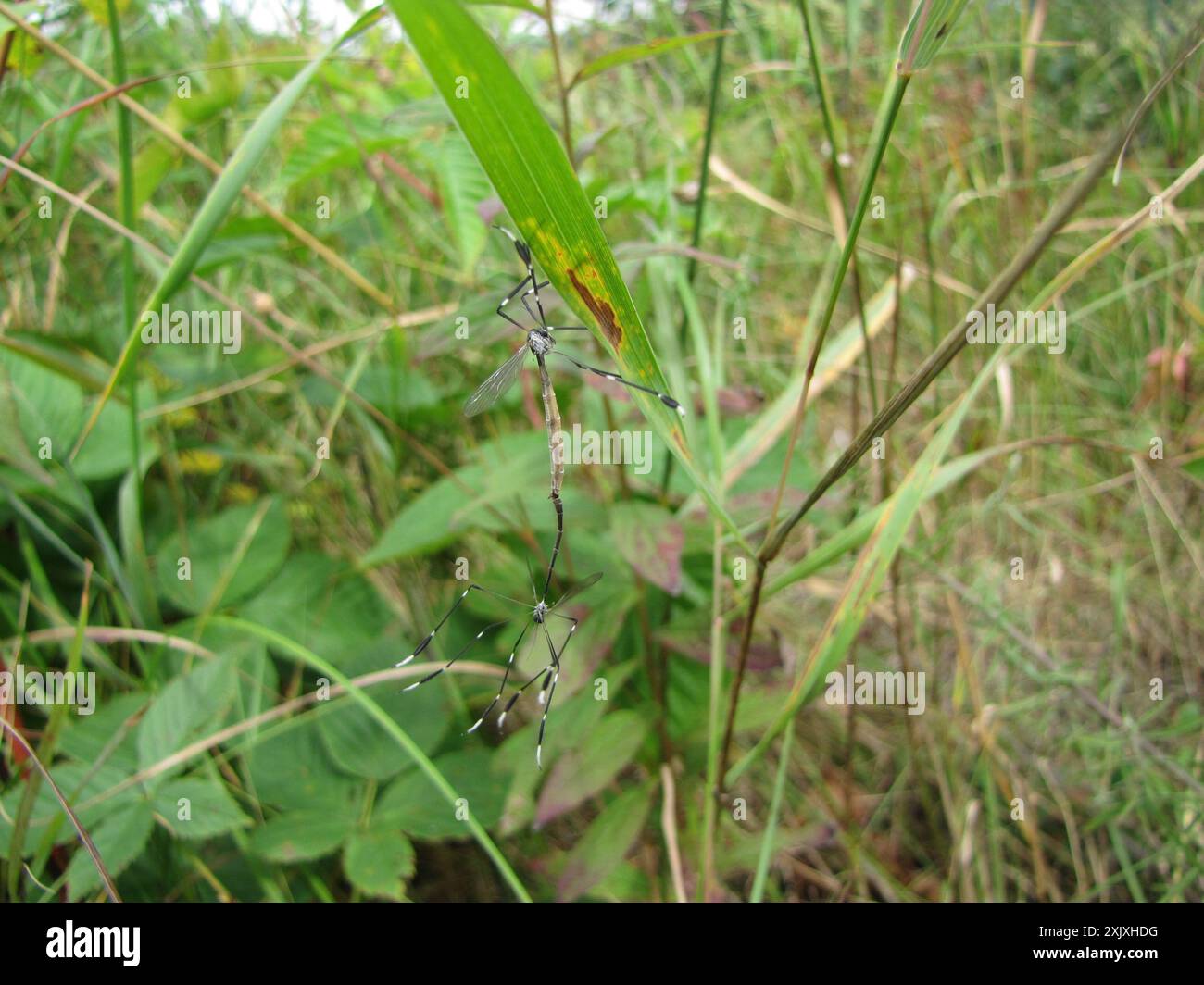 Eastern Phantom Crane Fly (Bittacomorpha clavipes) Insecta Stock Photo ...