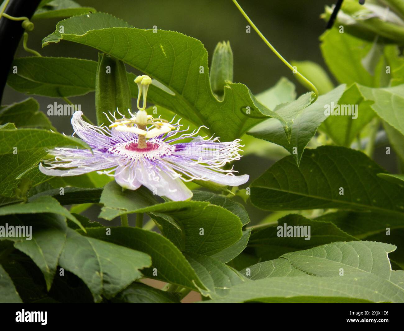 purple passionflower (Passiflora incarnata) Plantae Stock Photo - Alamy
