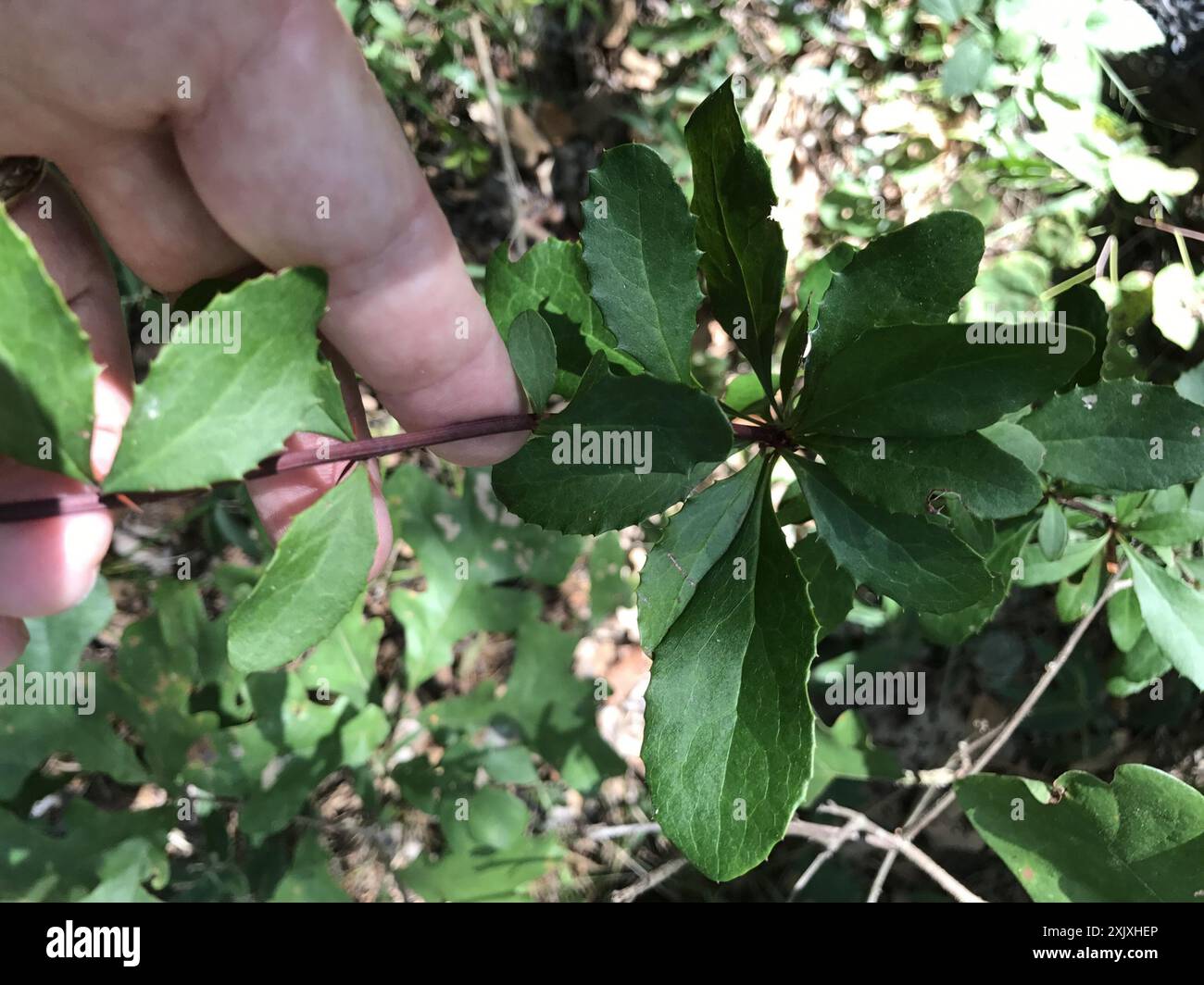 Berberis canadensis hi-res stock photography and images - Alamy