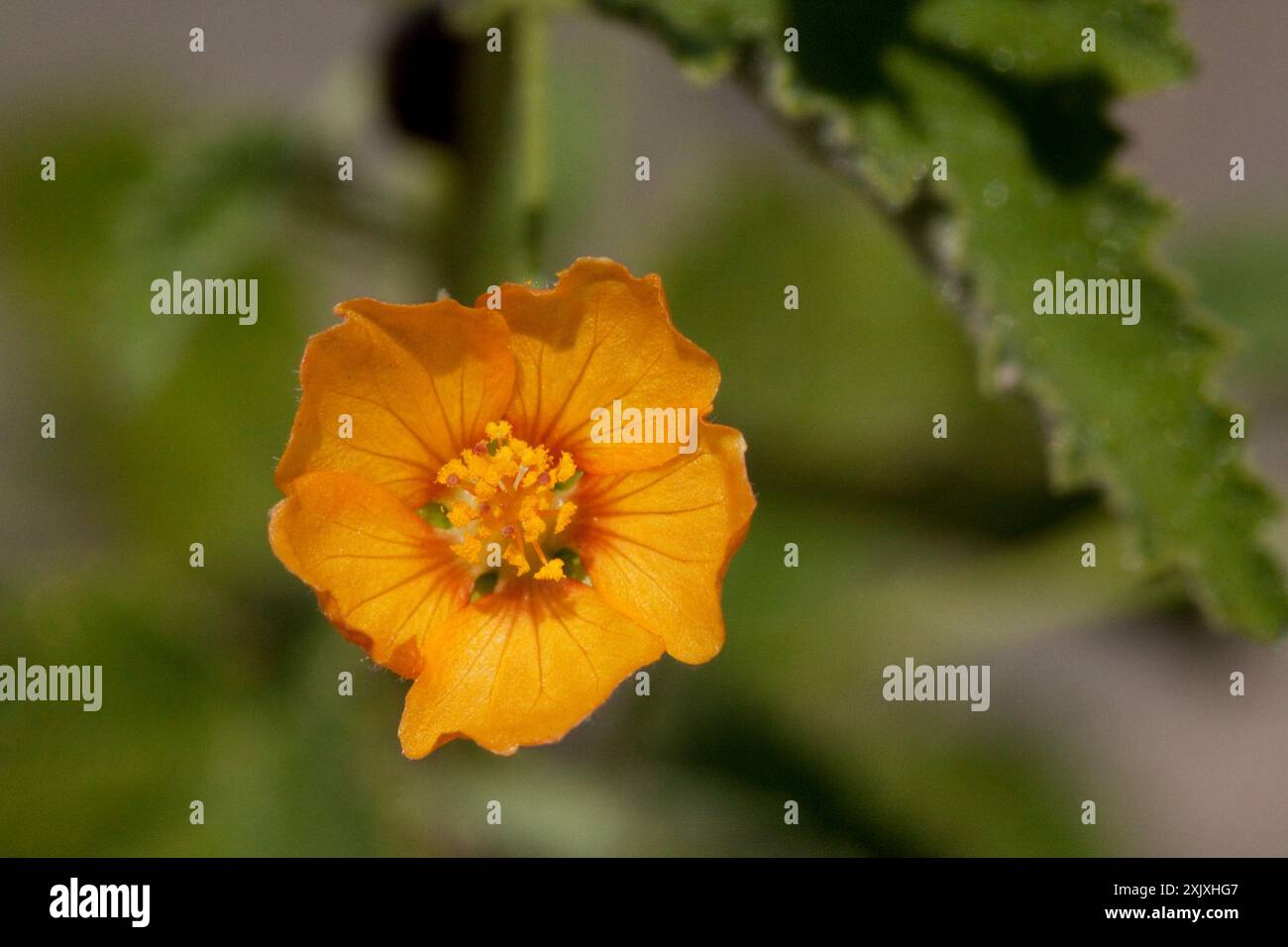 dwarf abutilon (Abutilon parvulum) Plantae Stock Photo - Alamy