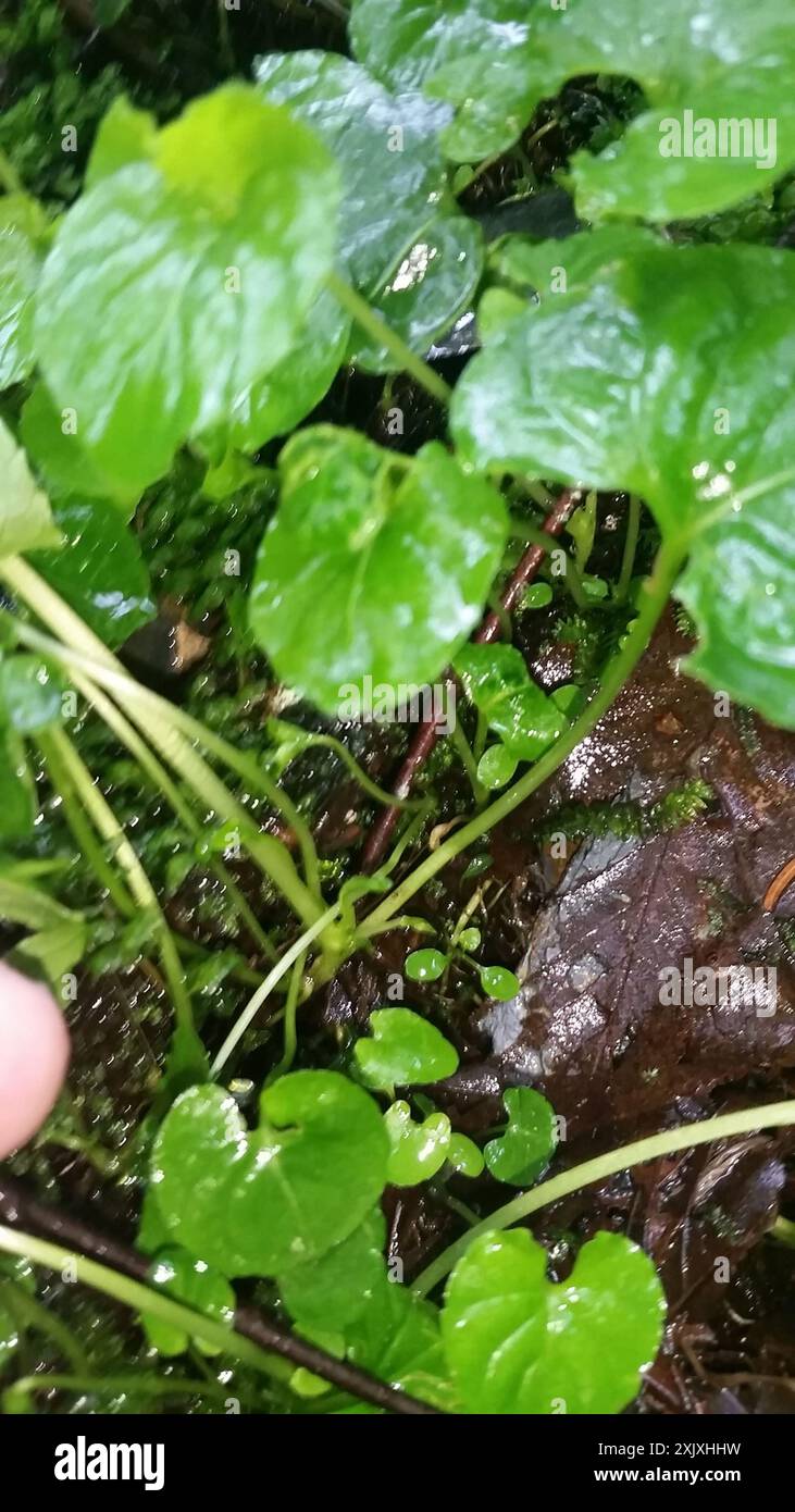 northern white violet (Viola minuscula) Plantae Stock Photo - Alamy