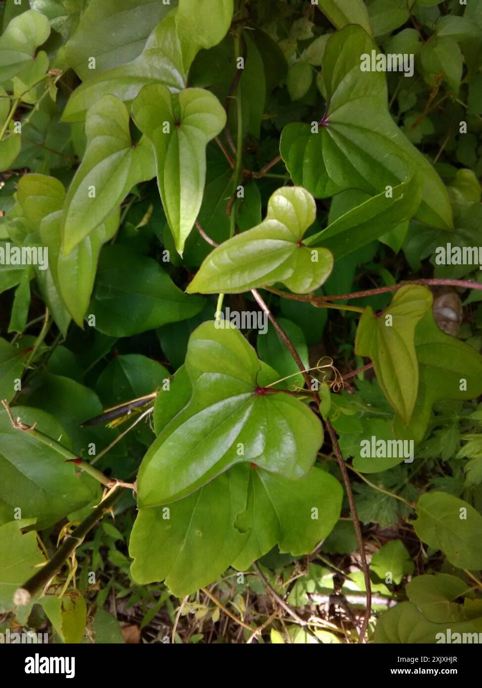 Chinese yam (Dioscorea polystachya) Plantae Stock Photo - Alamy