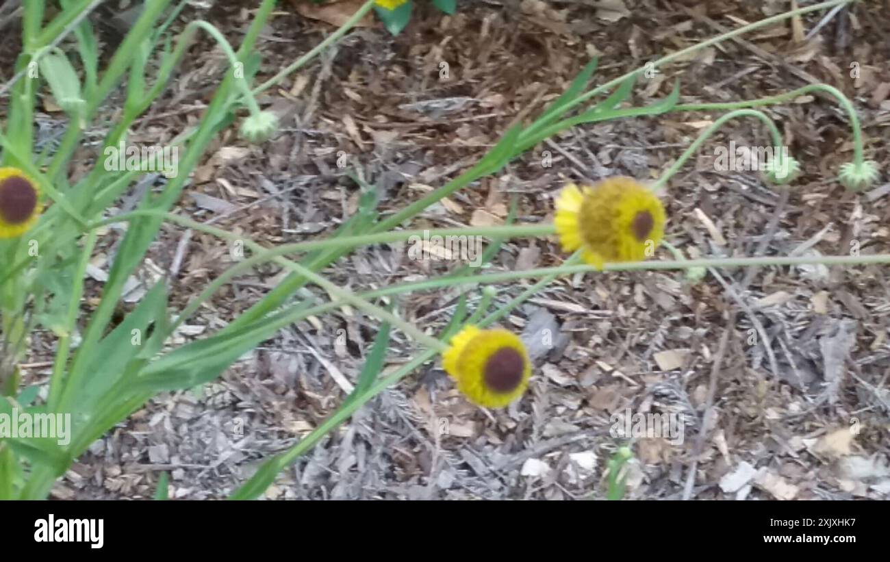 Rosilla (Helenium puberulum) Plantae Stock Photo - Alamy