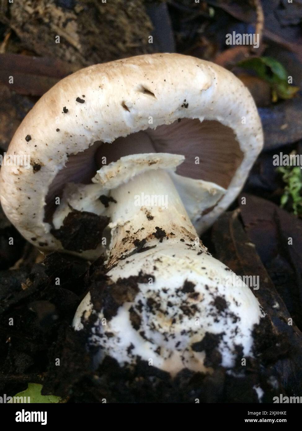 Felt-ringed Agaricus (Agaricus hondensis) Fungi Stock Photo - Alamy
