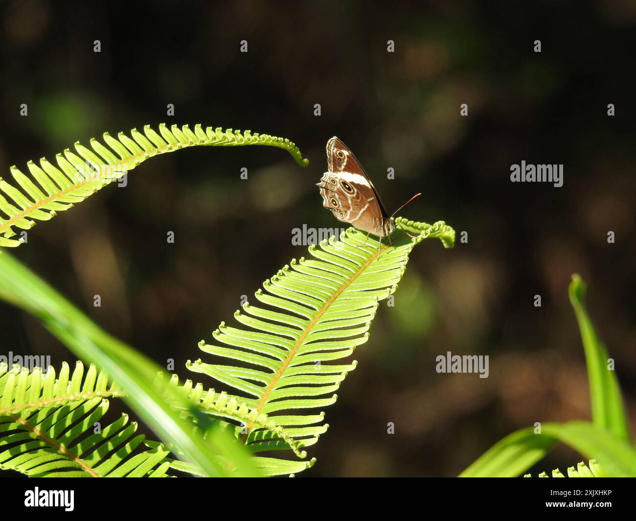 Lethe confusa hi-res stock photography and images - Alamy