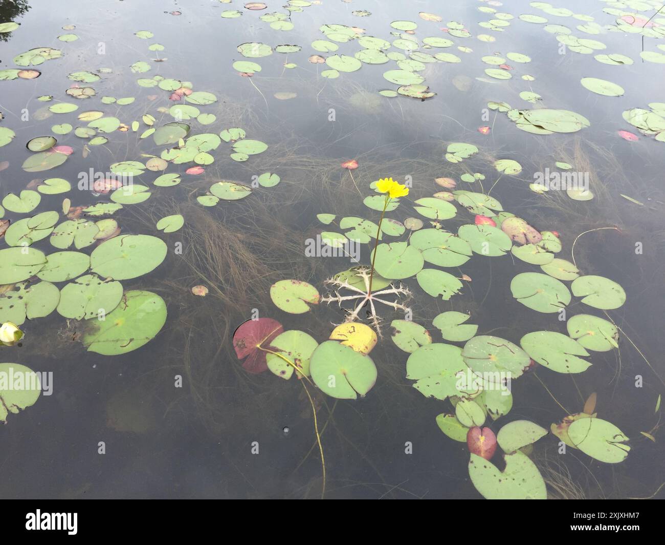 swollen bladderwort (Utricularia inflata) Plantae Stock Photo - Alamy