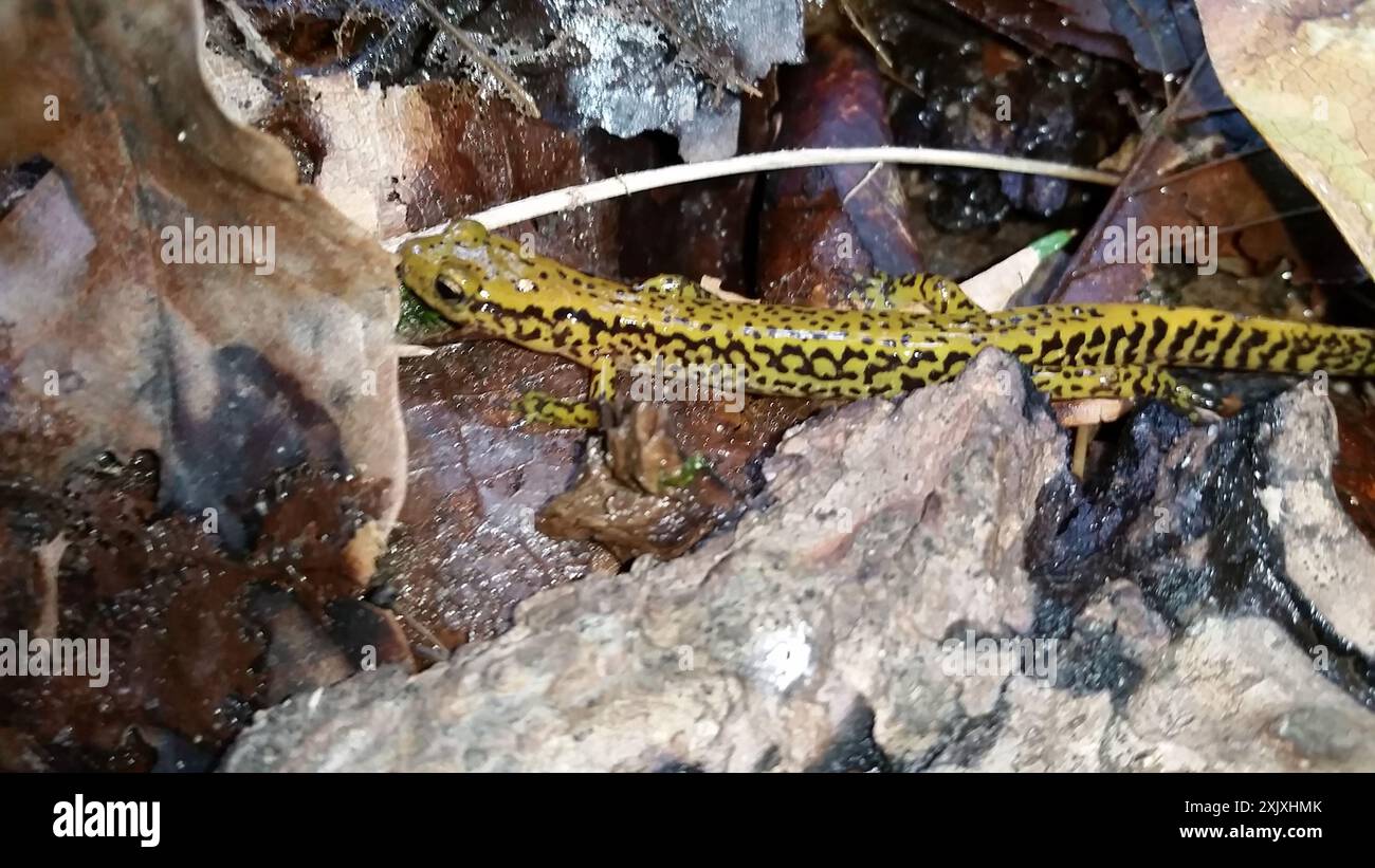 Long-tailed Salamander (Eurycea longicauda) Amphibia Stock Photo - Alamy