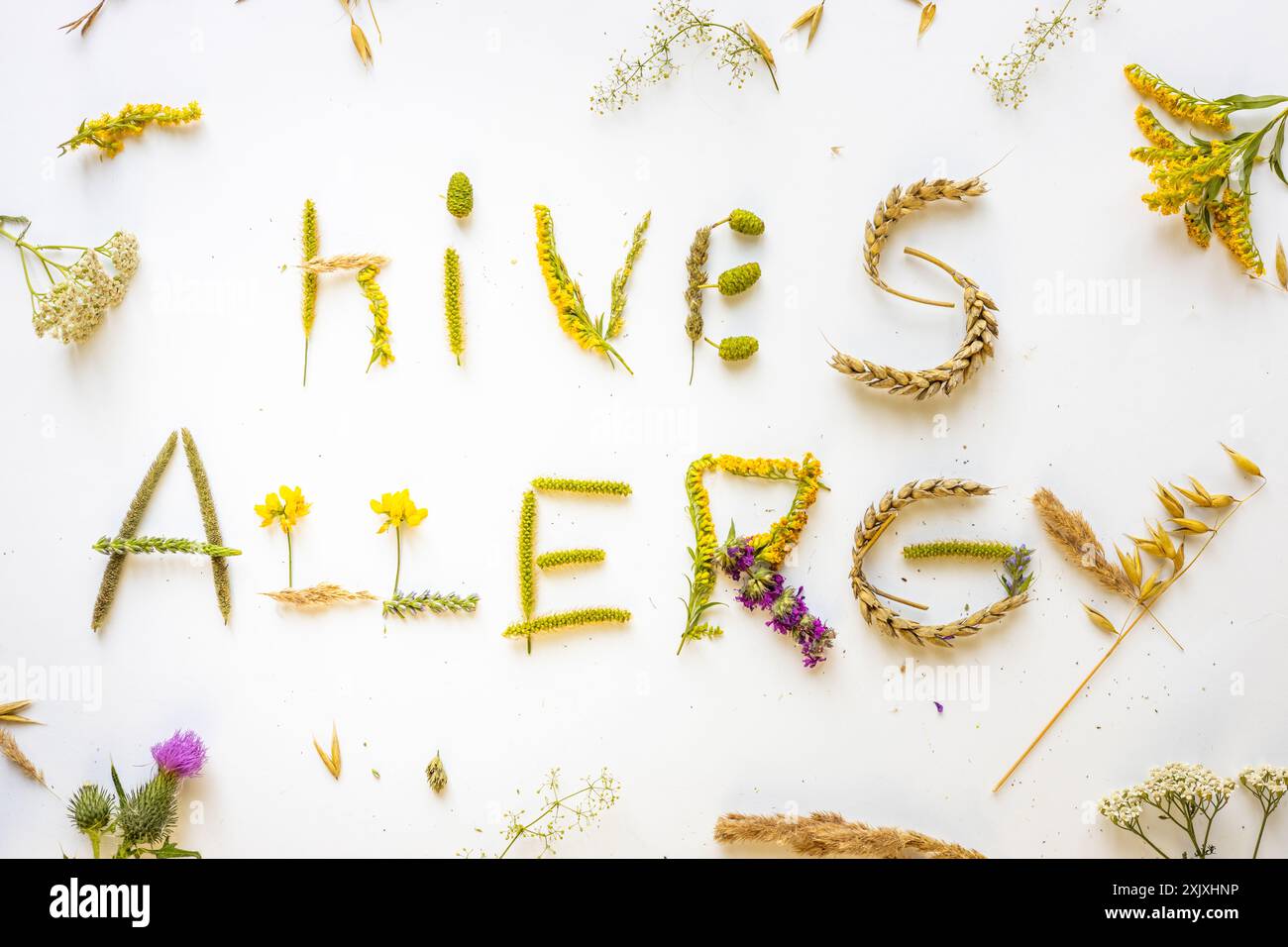 The word hives allergy composed of allergenic plants. Concept of pollen ...