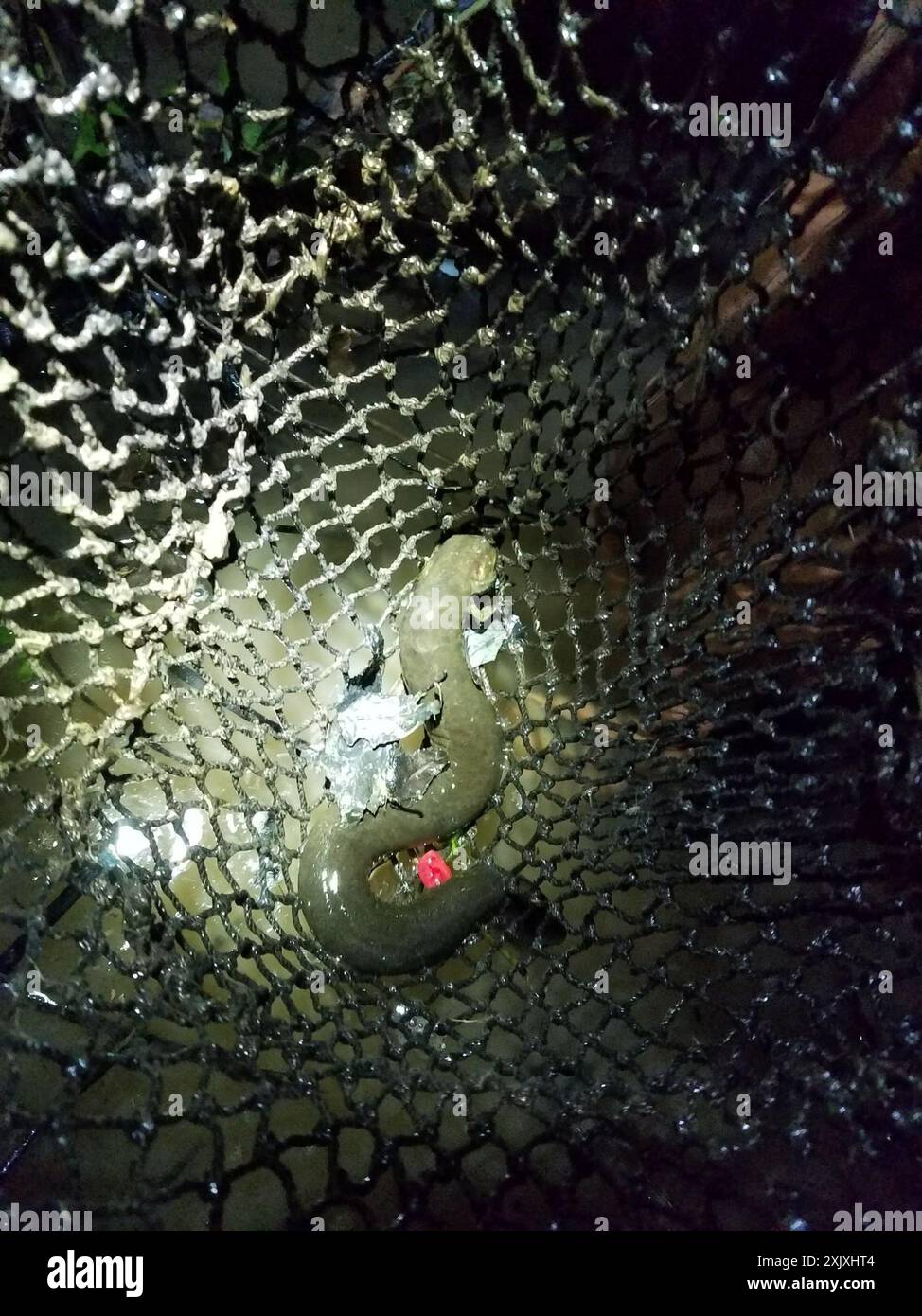 Western Lesser Siren (Siren nettingi) Amphibia Stock Photo - Alamy