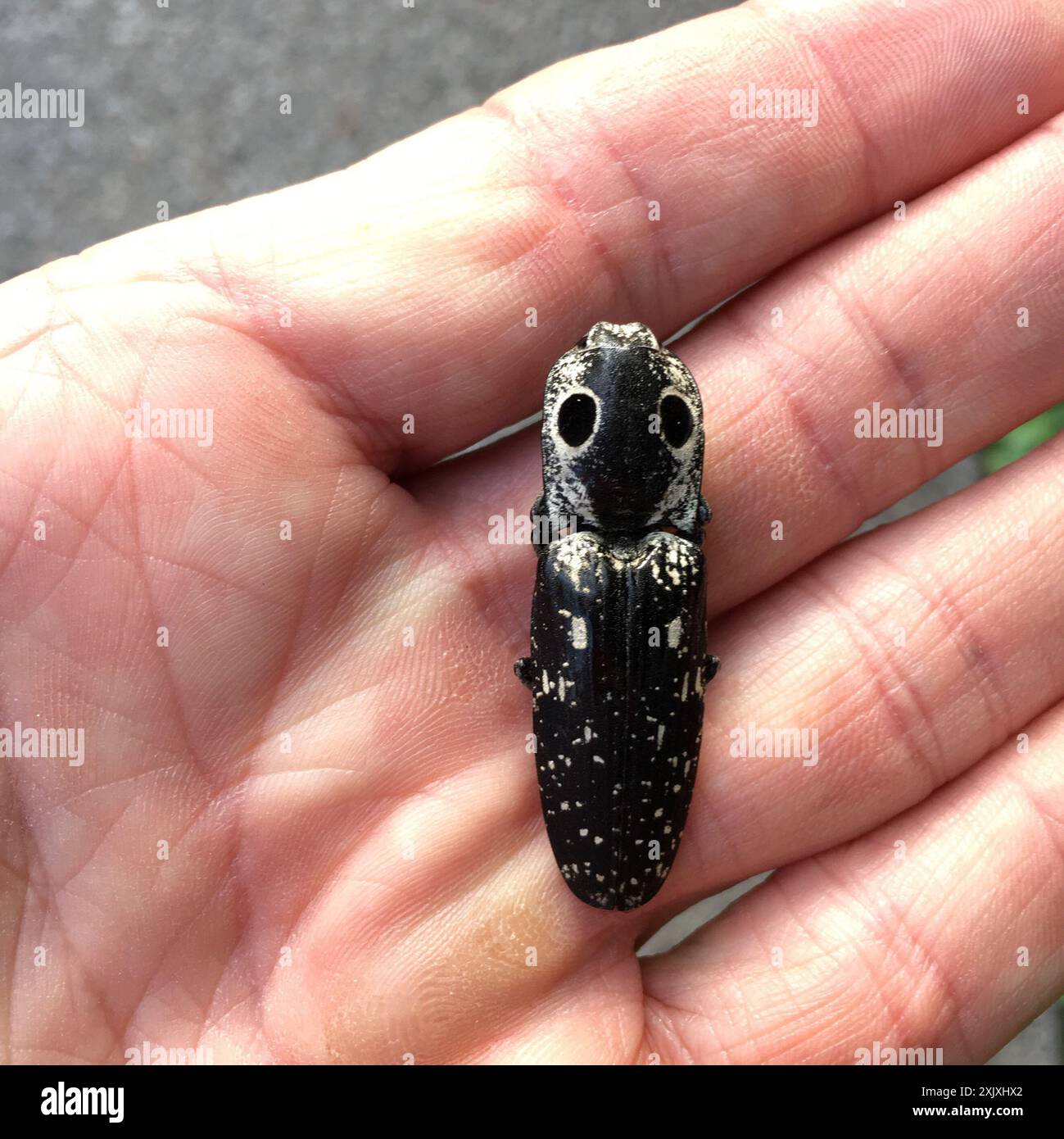 Eyed Click Beetles (Alaus) Insecta Stock Photo - Alamy