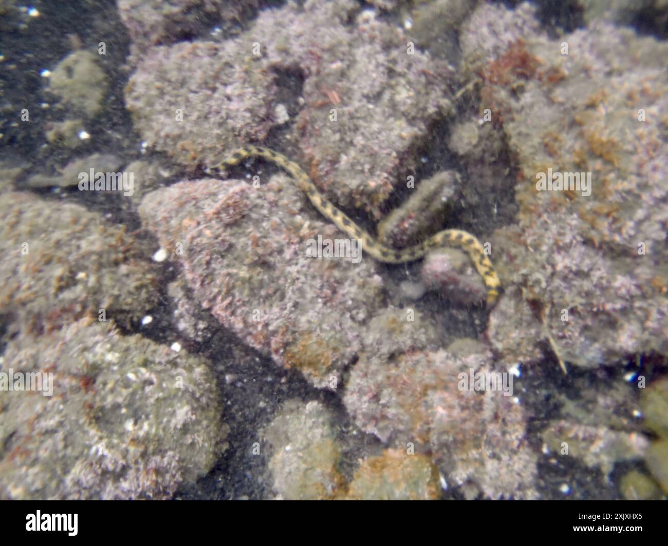 Magnificent Snake Eel (Myrichthys magnificus) Actinopterygii Stock ...