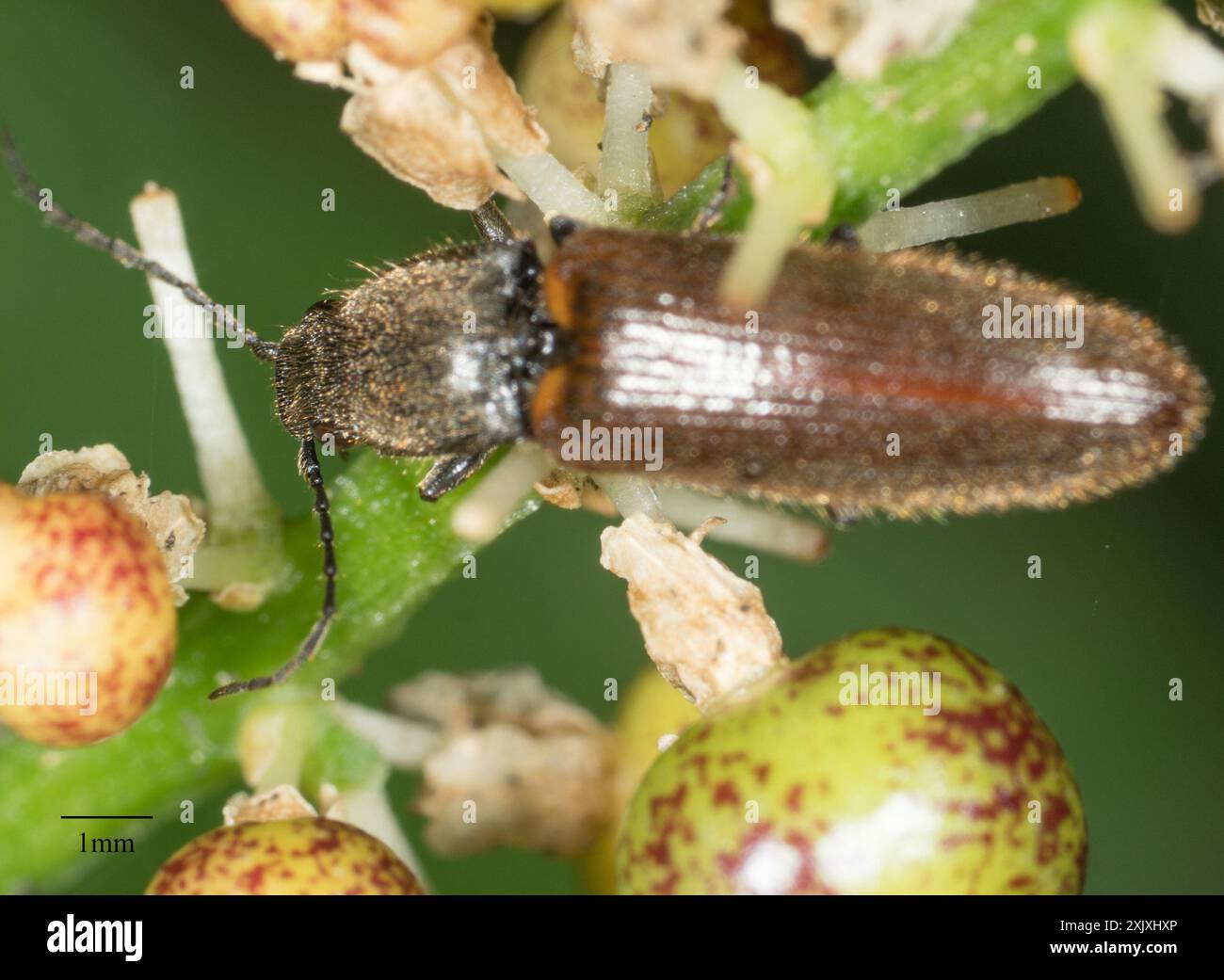 Click Beetles (Elateridae) Insecta Stock Photo - Alamy