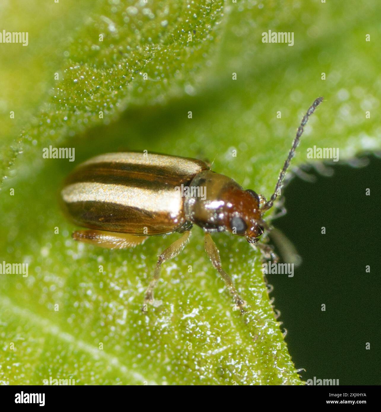 Flea Beetles (Alticini) Insecta Stock Photo - Alamy