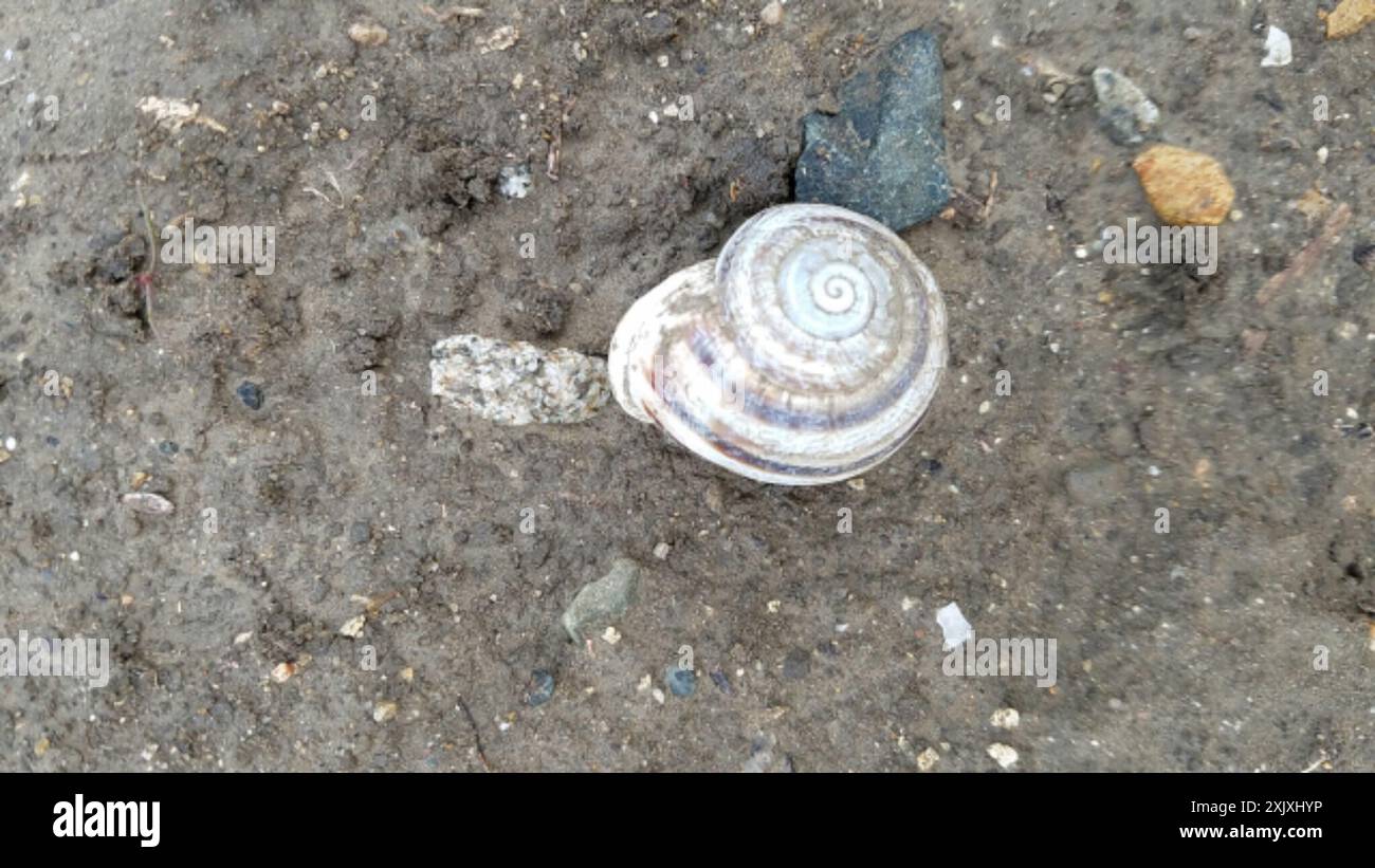 Milk Snail (Otala lactea) Mollusca Stock Photo - Alamy