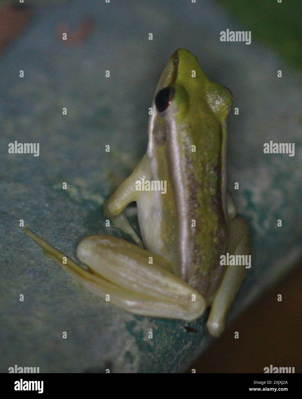Green Paddy Frog (Hylarana erythraea) Amphibia Stock Photo - Alamy