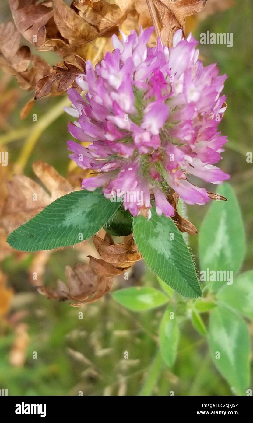 Red Clover (Trifolium pratense) Plantae Stock Photo - Alamy
