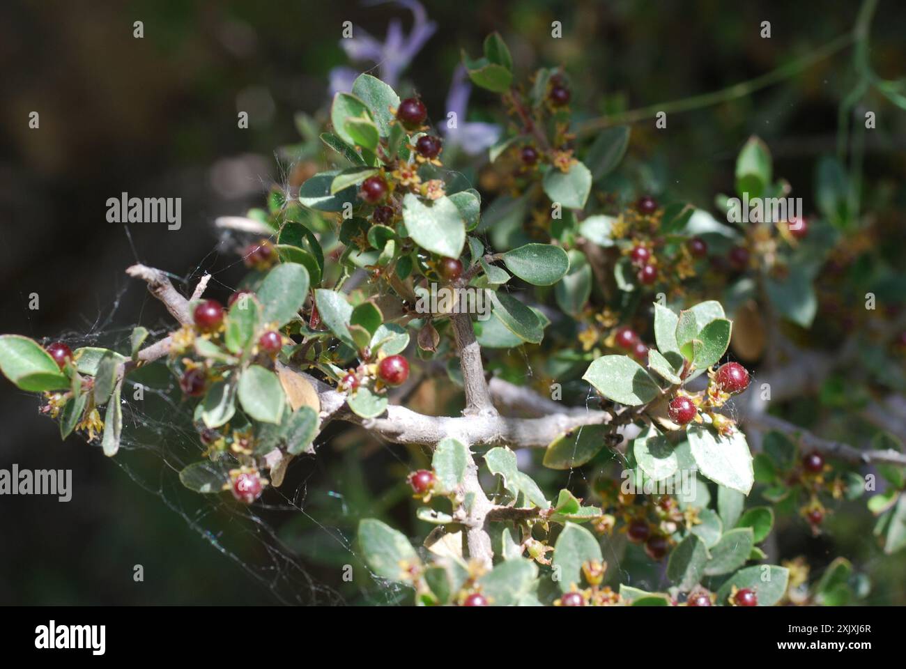 Buckthorns (Rhamnus) Plantae Stock Photo - Alamy