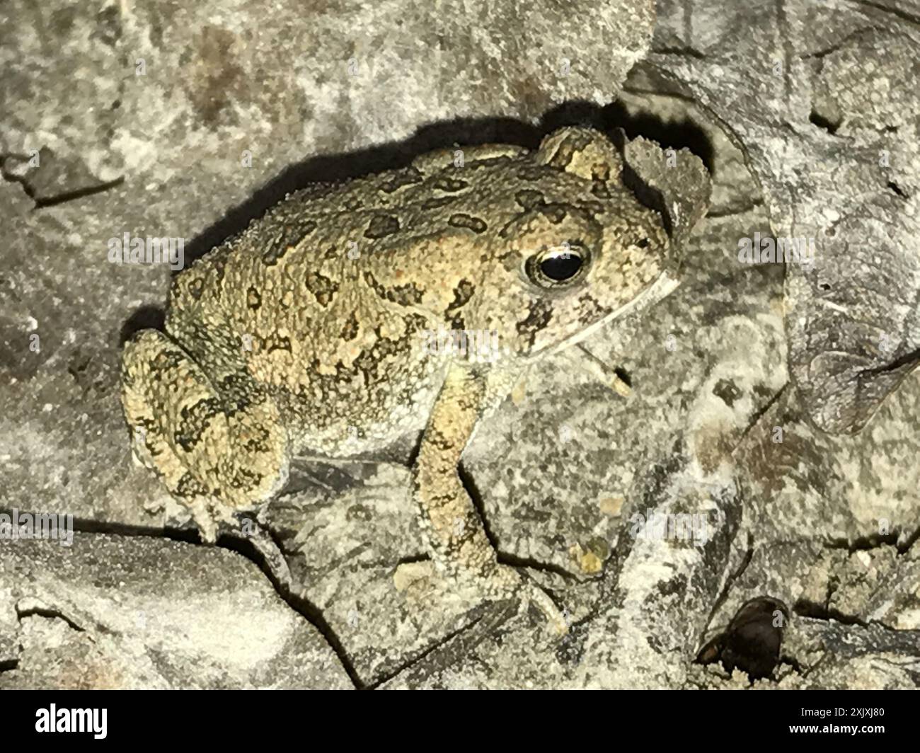 Fowler's Toad (Anaxyrus fowleri) Amphibia Stock Photo - Alamy