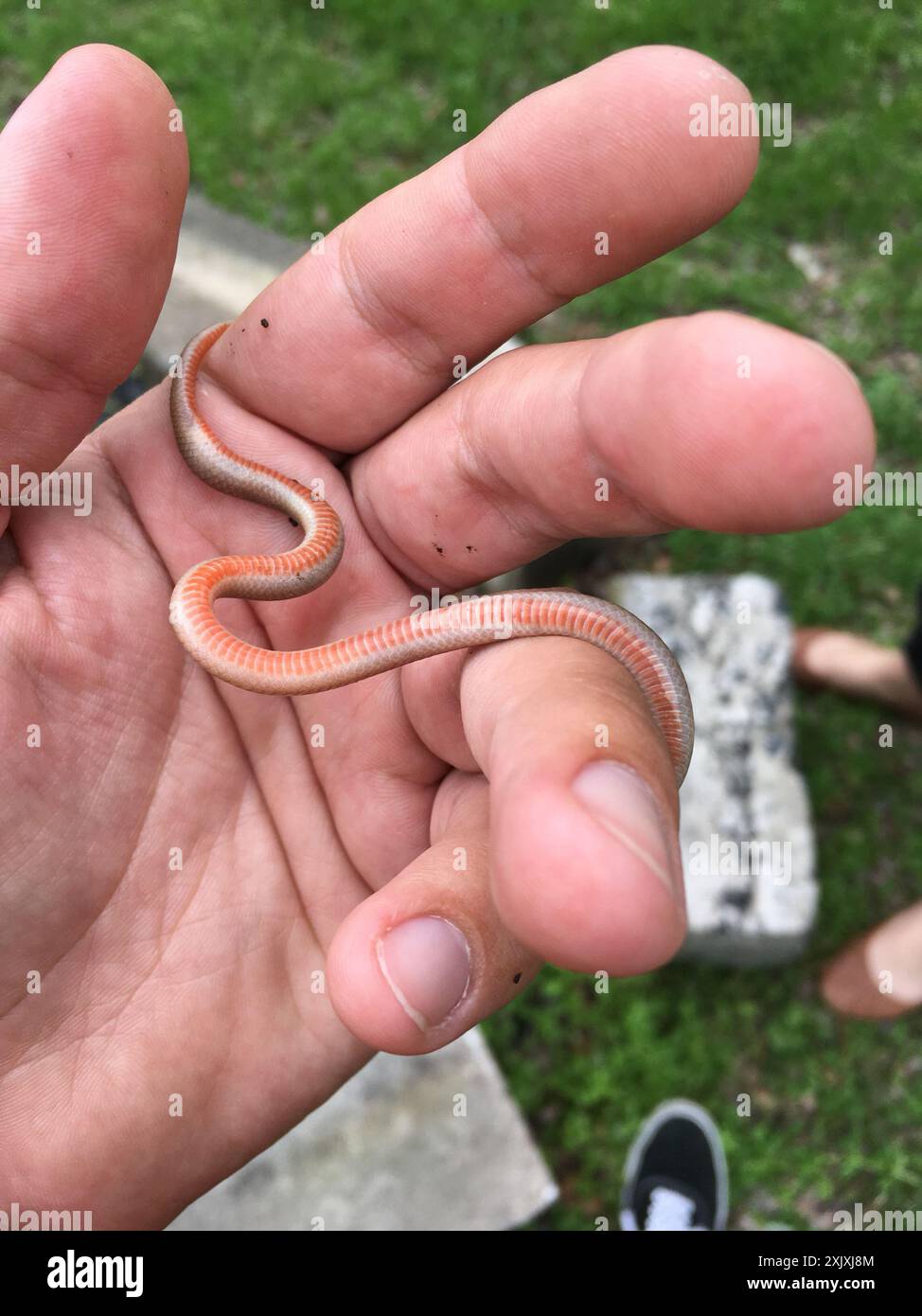 Flat-headed Snake (Tantilla gracilis) Reptilia Stock Photo - Alamy