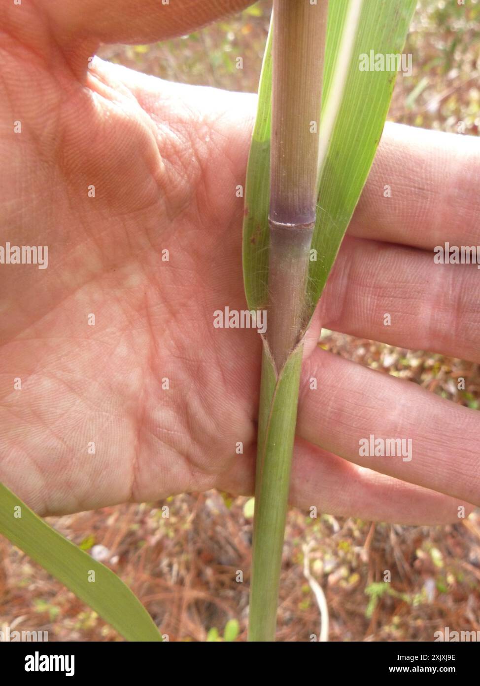 woolly beardgrass (Erianthus alopecuroides) Plantae Stock Photo - Alamy