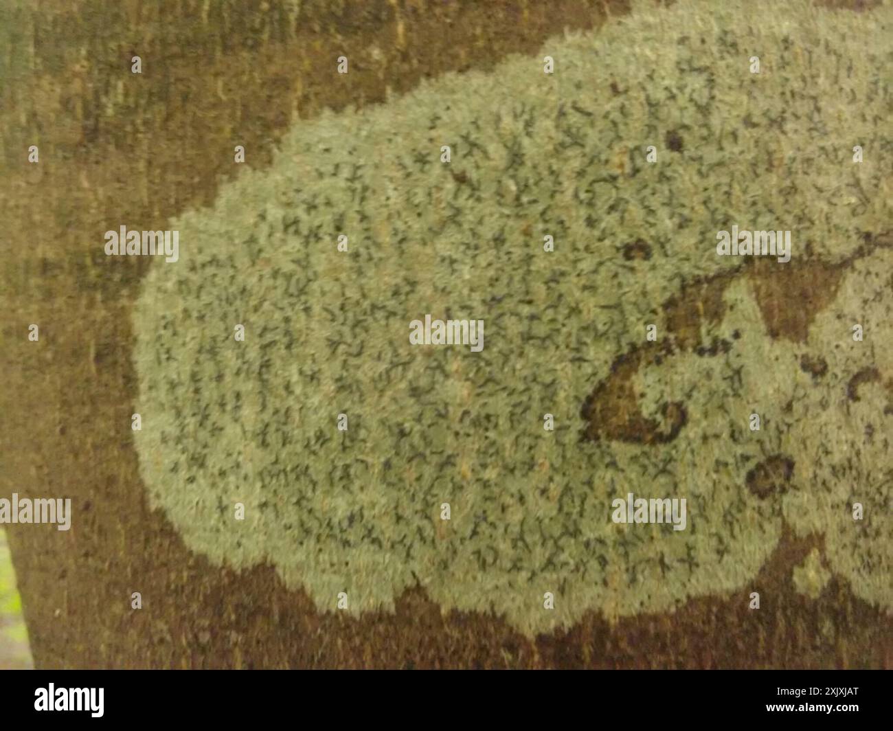 Common Script Lichen (Graphis scripta) Fungi Stock Photo - Alamy