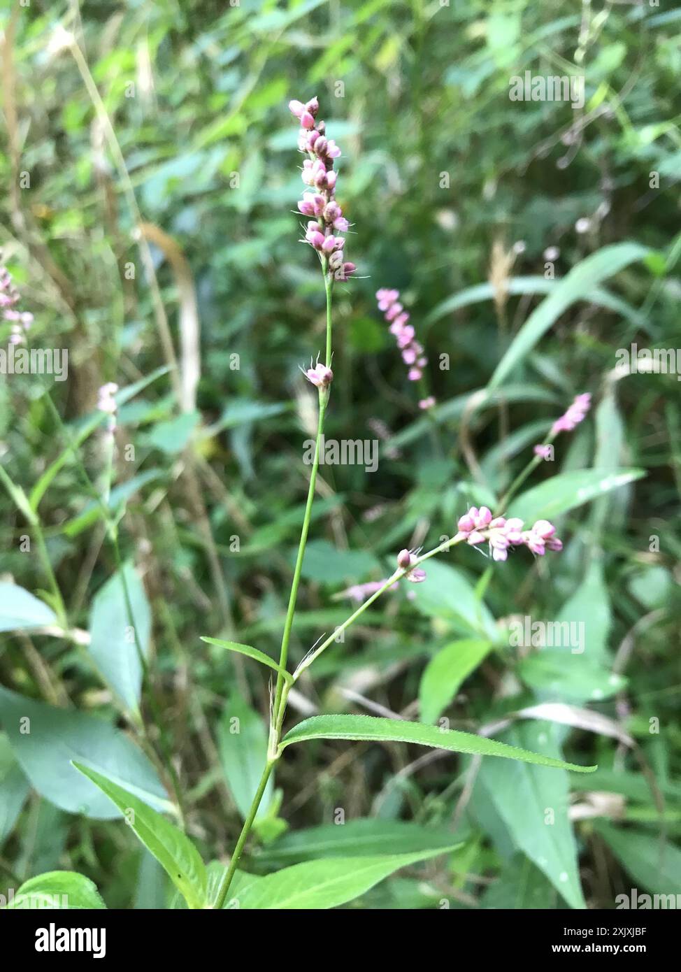 low smartweed (Persicaria longiseta) Plantae Stock Photo - Alamy