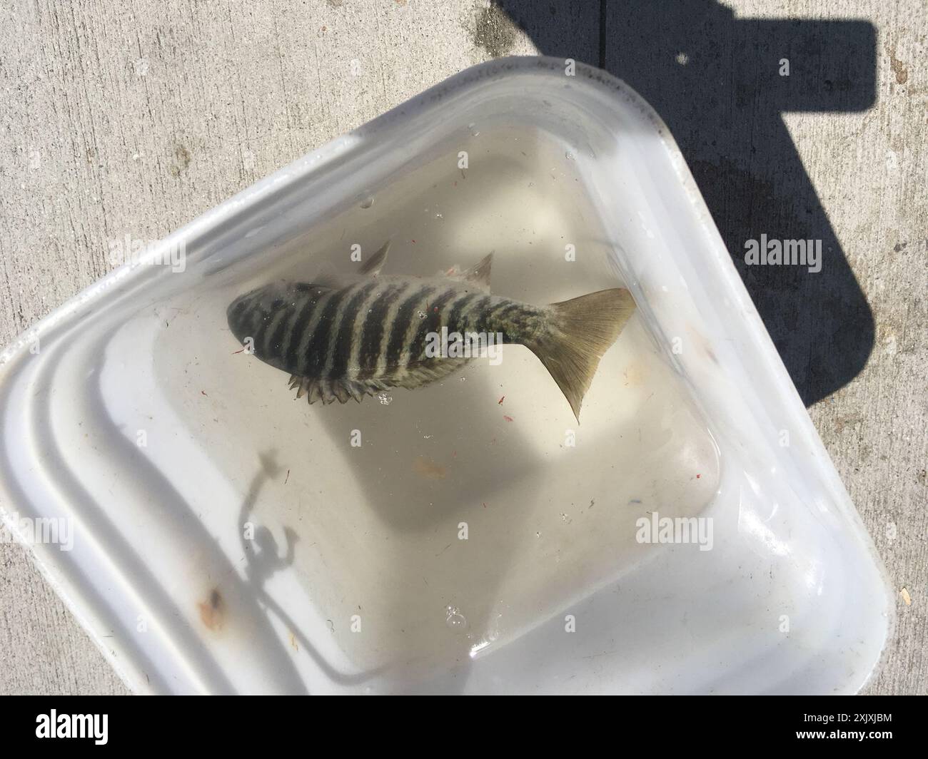 Zebra-perch Sea Chub (Kyphosus azureus) Actinopterygii Stock Photo - Alamy
